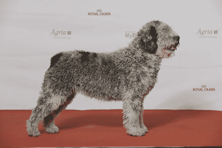 Perro de agua Español o Cane d'acqua spagnolo - origini - carattere - cura