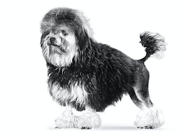 Piccolo Cane Leone - Origine, Curiosità e Caratteristiche Fisiche