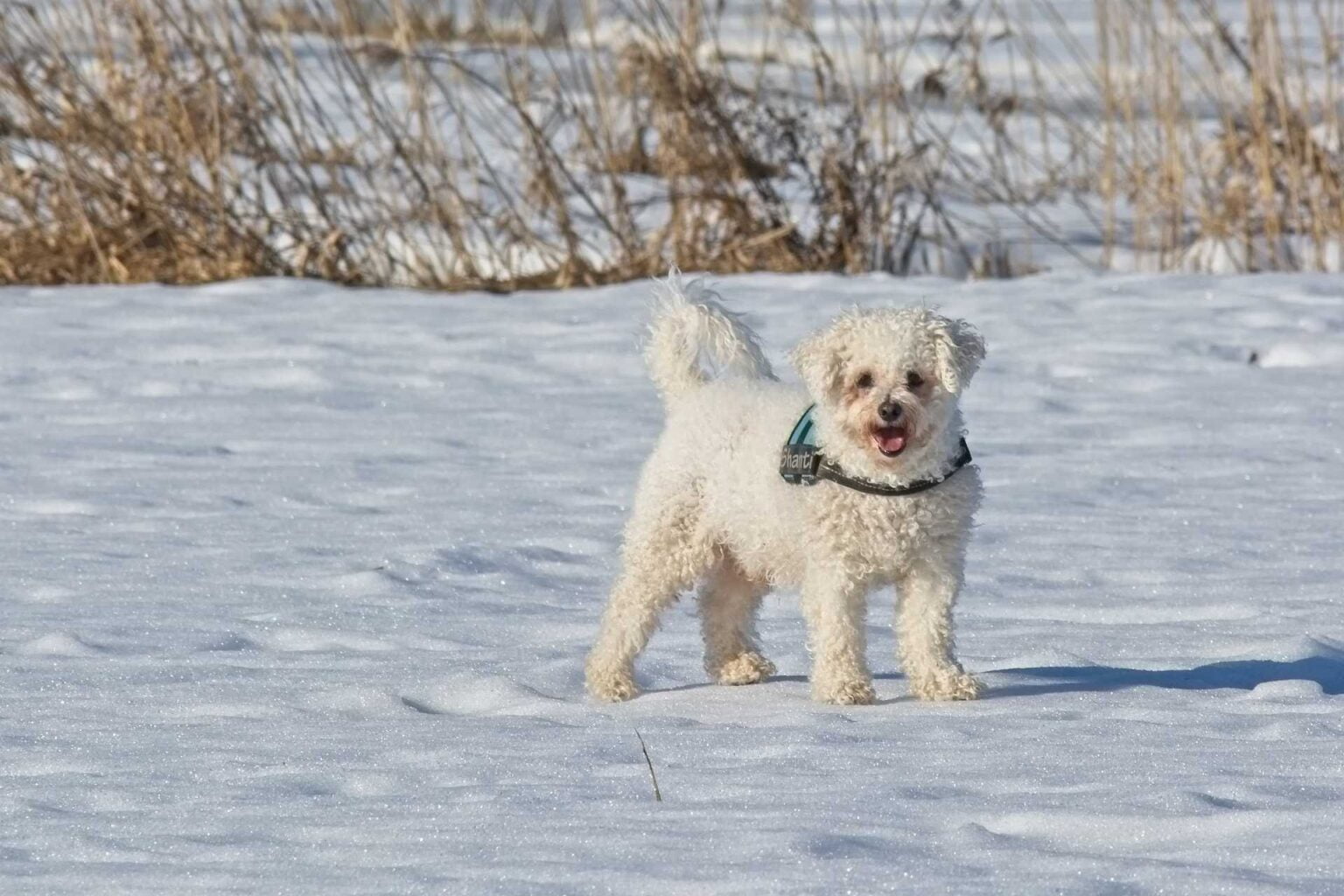 Bichon Frisé - Origine, Caratteristiche Fisiche e Curiosità