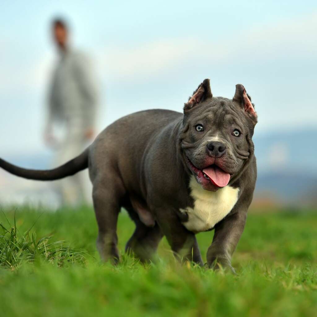 American Bully - Origine, Caratteristiche Fisiche e Curiosità