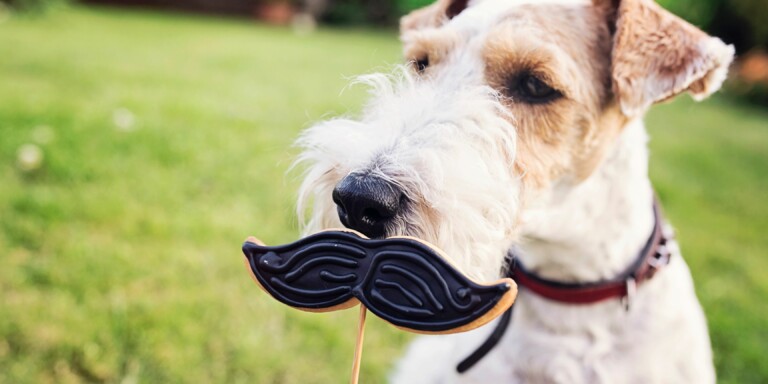 Perché i cani hanno i baffi? - Alandog.com